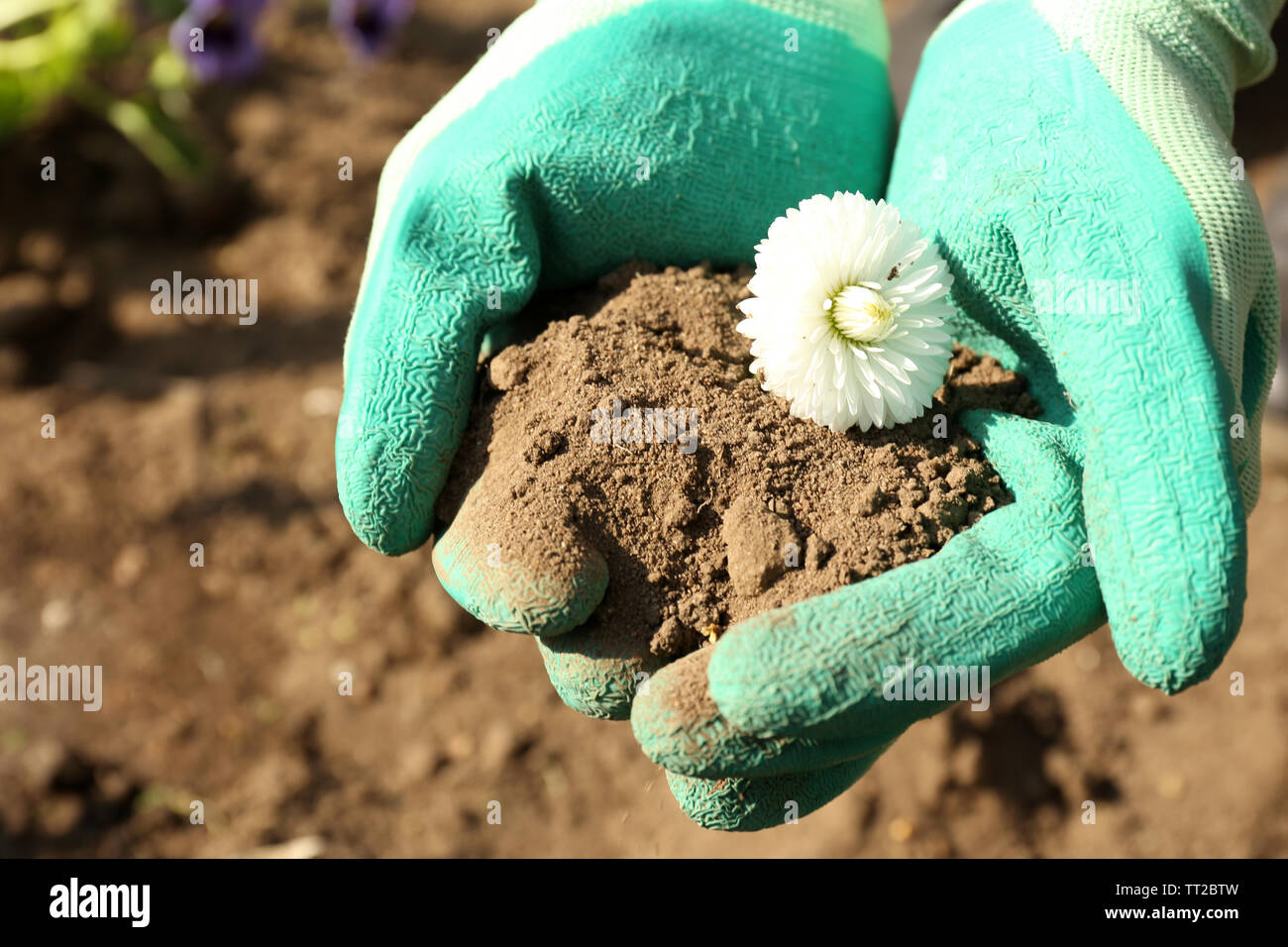Hands holding beautiful spring flower in, outdoors Stock Photo - Alamy
