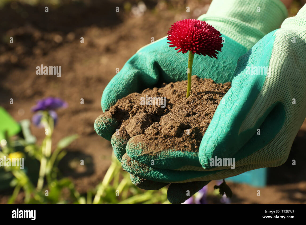 Hands holding beautiful spring flower in hands, outdoors Stock Photo ...