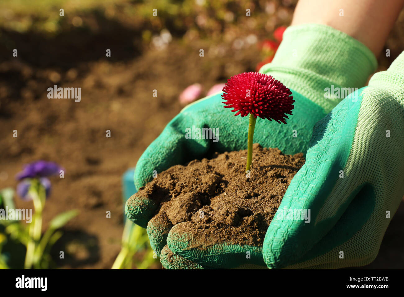 Hands holding beautiful spring flower in hands, outdoors Stock Photo ...