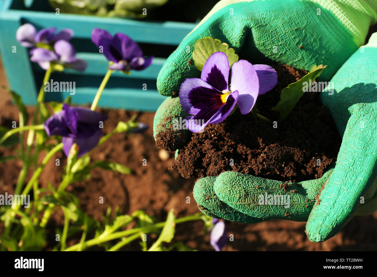 Hands holding beautiful spring flower in hands, outdoors Stock Photo ...
