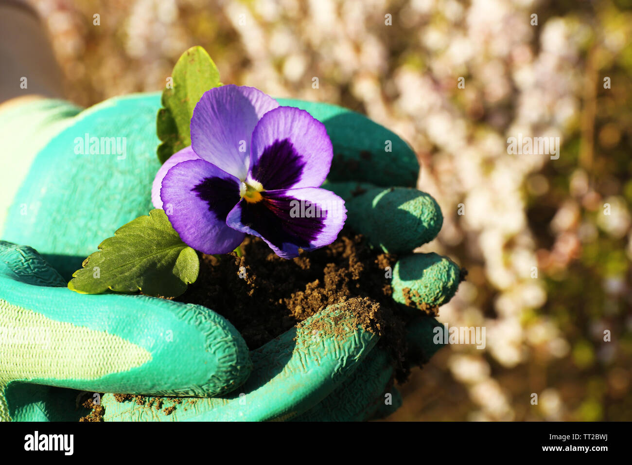 Hands holding beautiful spring flower in hands, outdoors Stock Photo ...