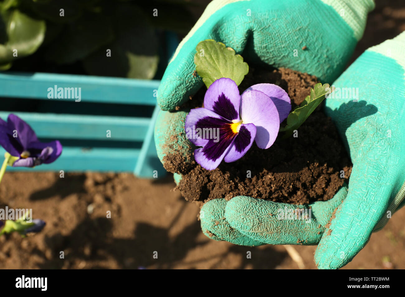 Hands holding beautiful spring flower in hands, outdoors Stock Photo ...