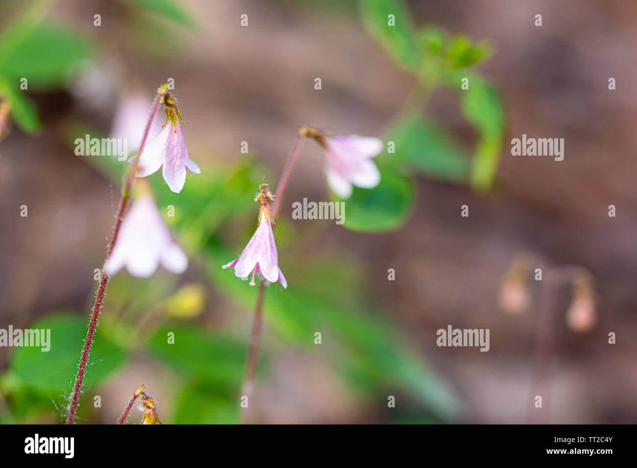 Twin flower hi-res stock photography and images - Alamy