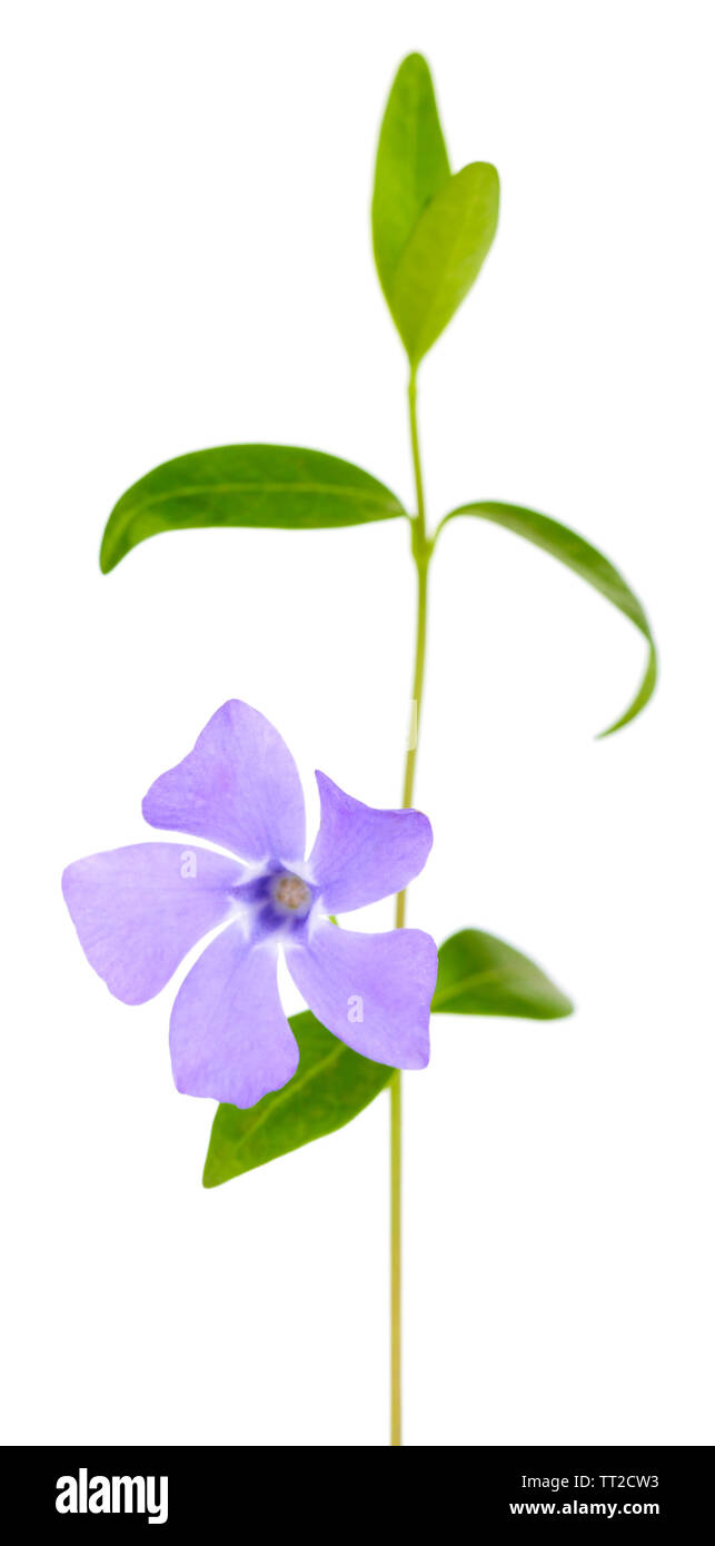 Beautiful periwinkle flower, isolated on white Stock Photo - Alamy