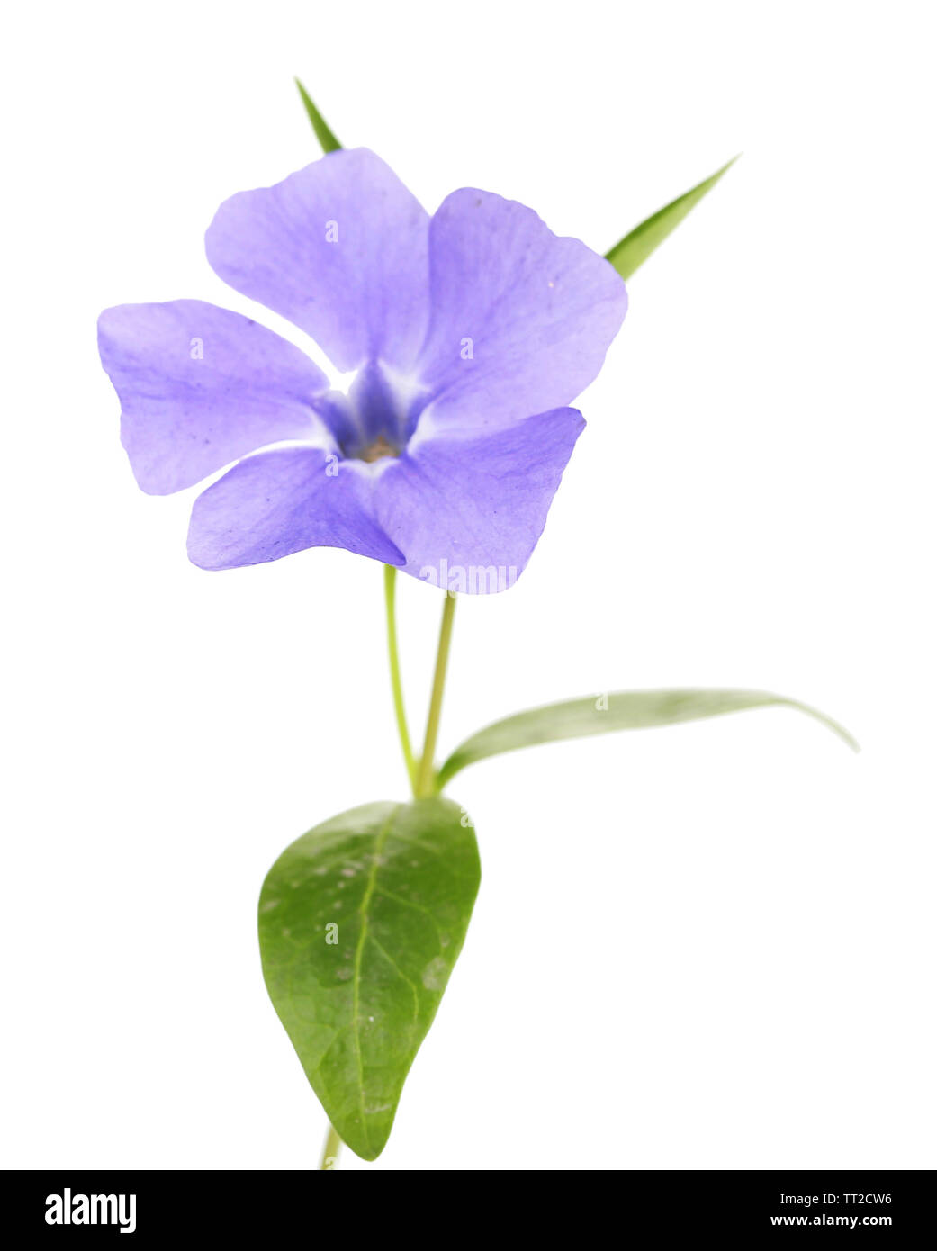 Beautiful periwinkle flower, isolated on white Stock Photo - Alamy