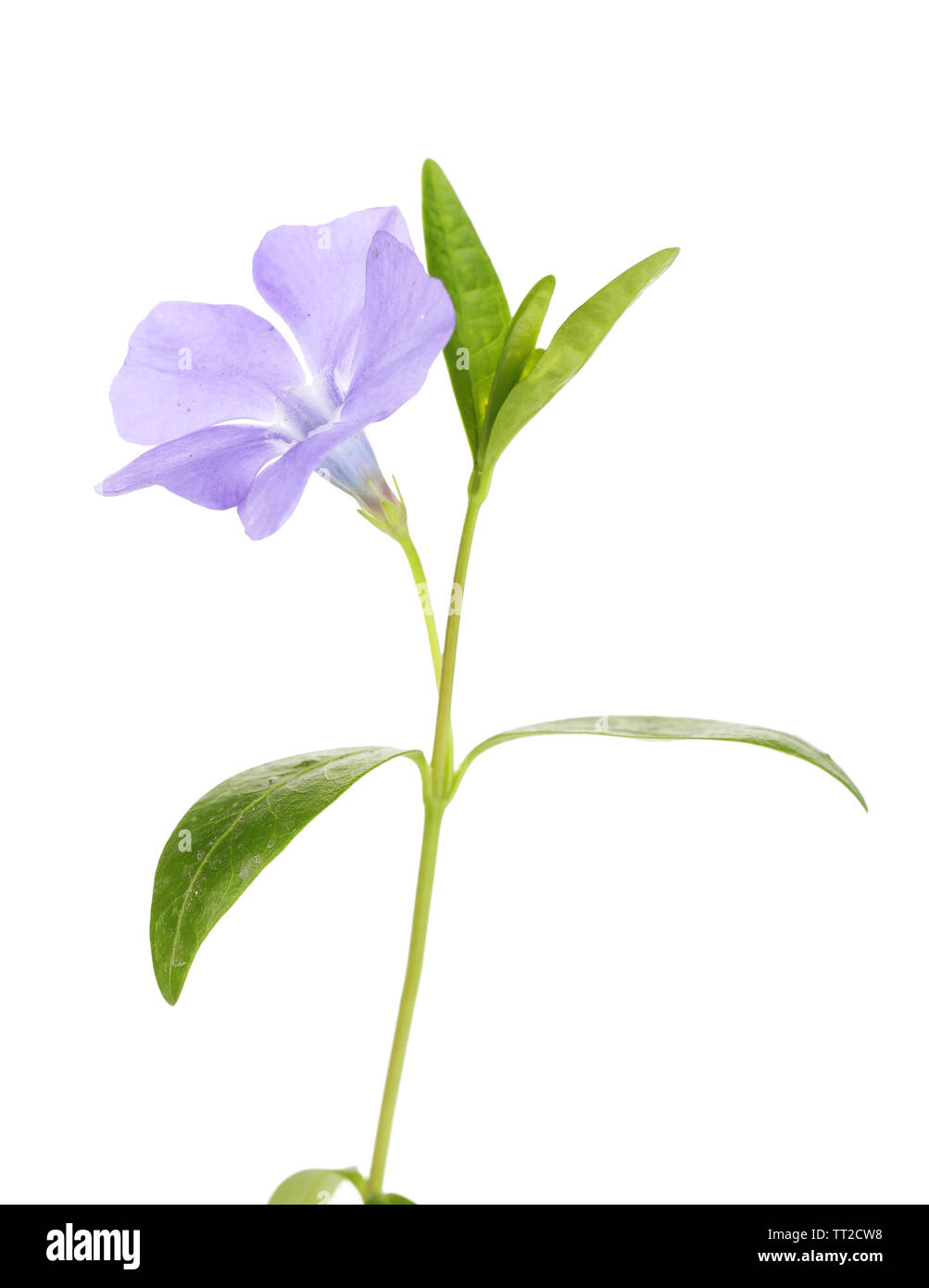 Beautiful periwinkle flower, isolated on white Stock Photo - Alamy