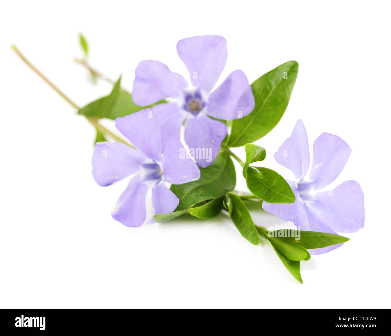 Periwinkle wildflowers hi-res stock photography and images - Alamy