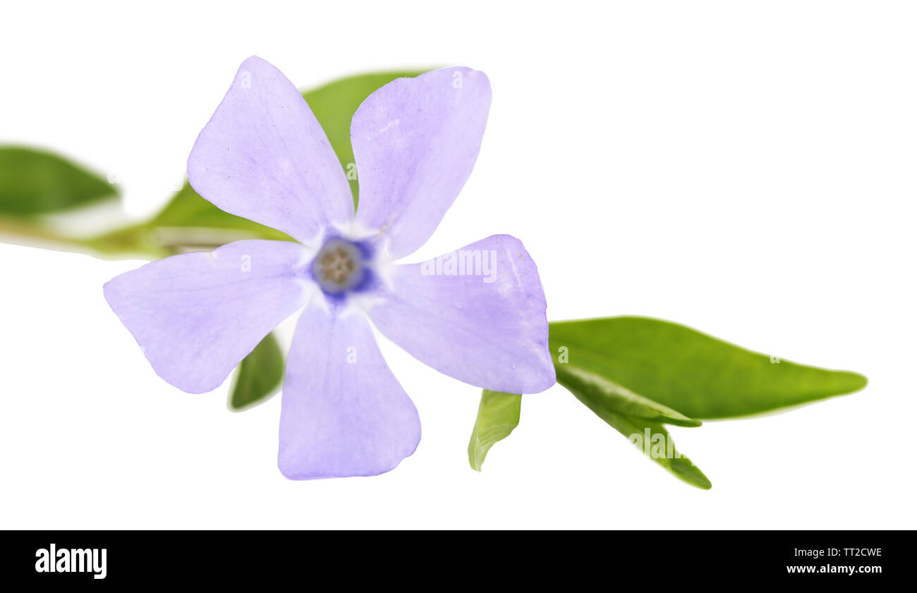 Periwinkle flower studio hi-res stock photography and images - Alamy