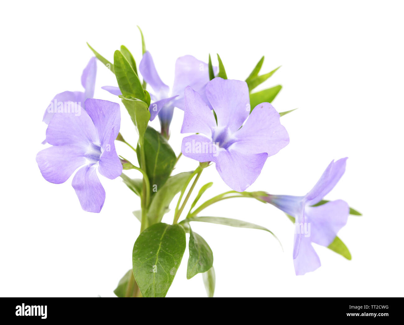 Periwinkle wildflowers hi-res stock photography and images - Alamy