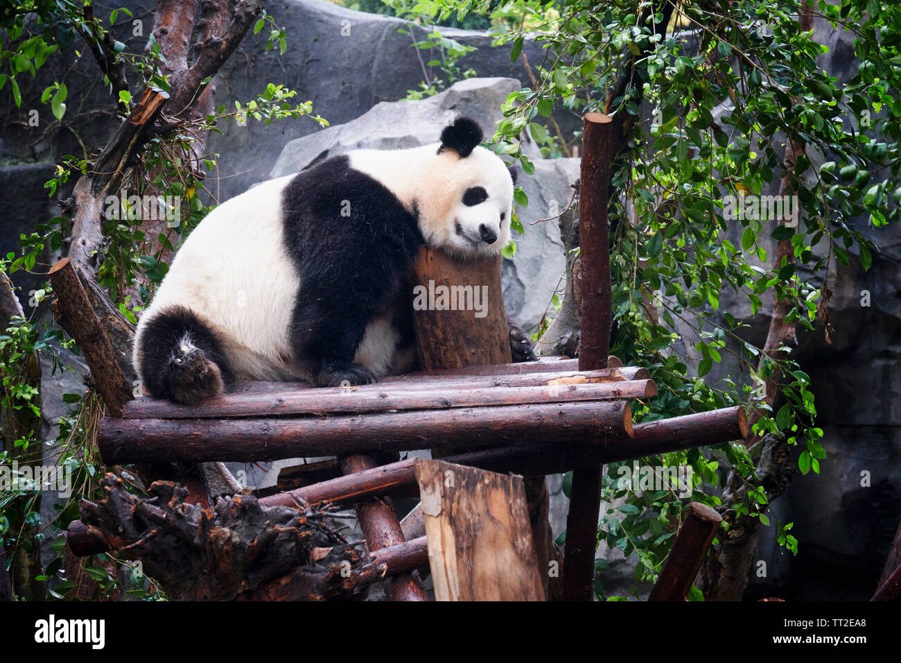 Panda china wolong panda center hi-res stock photography and images - Alamy