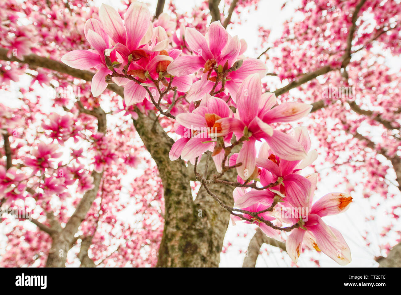 Pink Magnolia Tree Bloom Stock Photo - Alamy