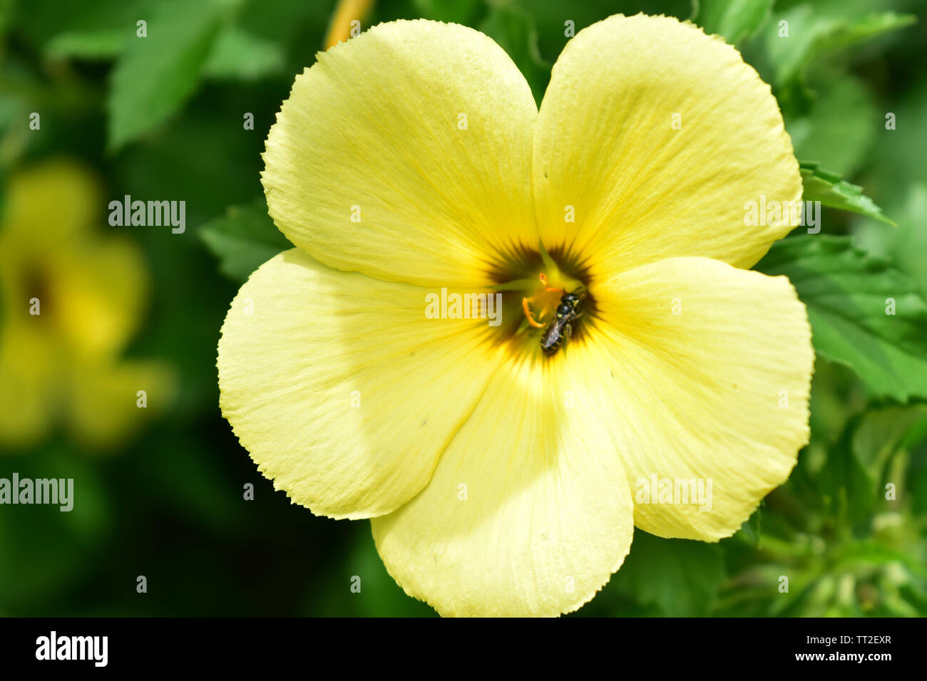 The beauty of Orani, Bataan, Philippines Stock Photo - Alamy