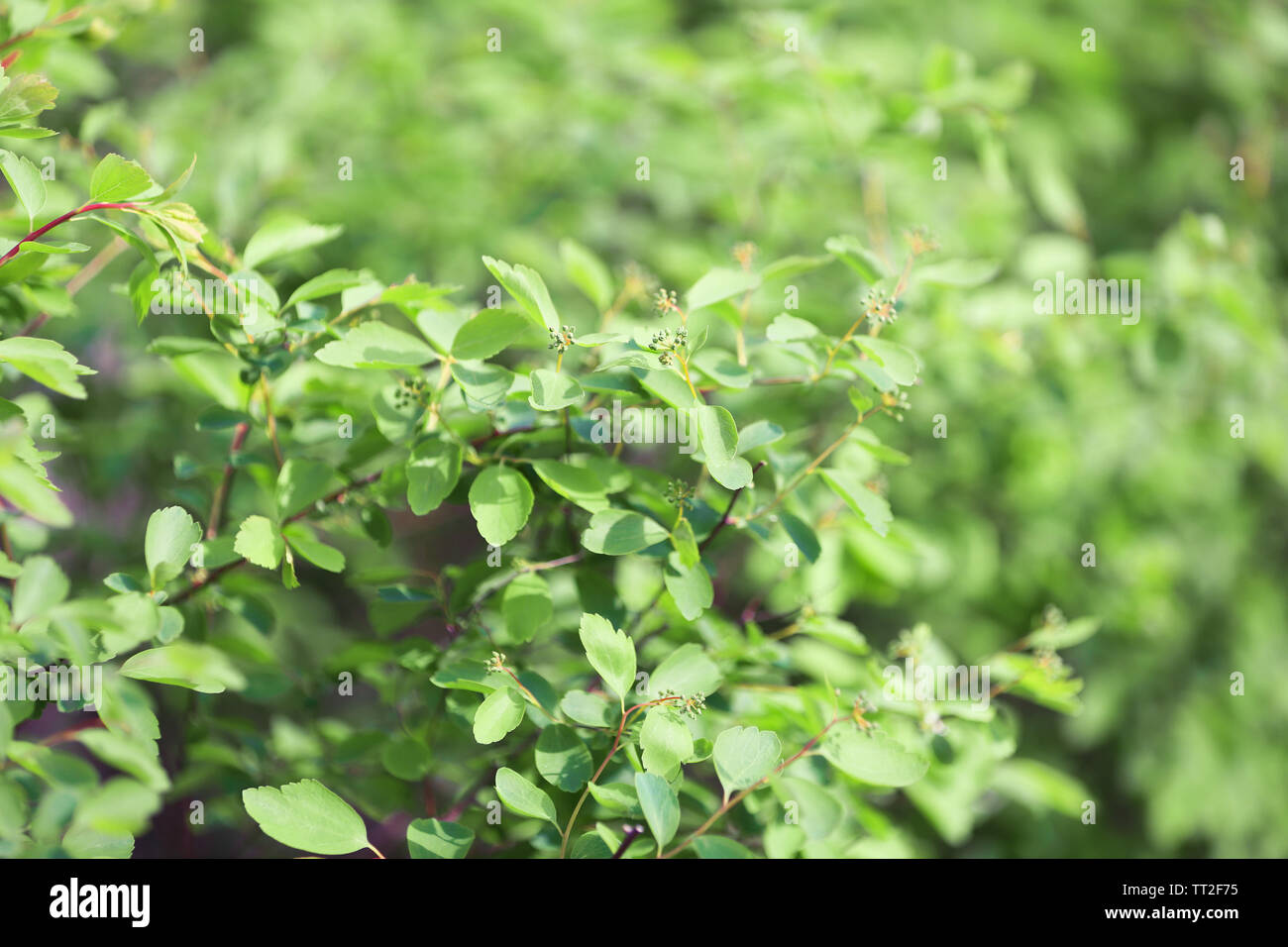 Beautiful green bush close up Stock Photo - Alamy