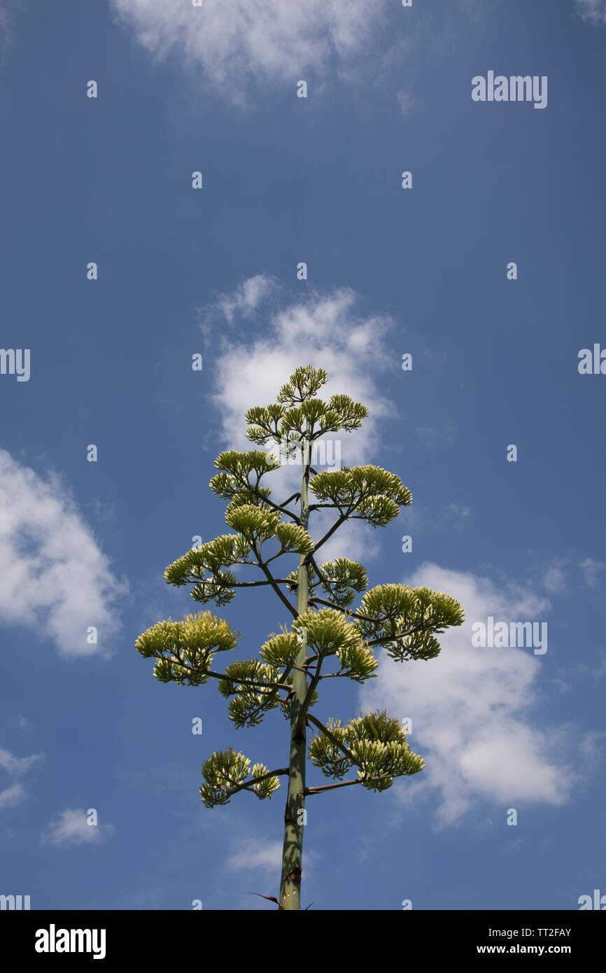 Agave cactus flower in full bloom Stock Photo - Alamy