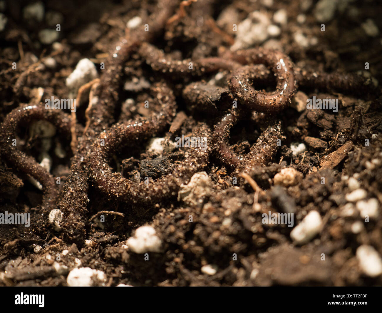 Wriggling worm hi-res stock photography and images - Alamy