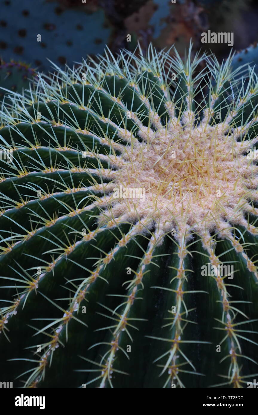 Closeup of the top of a cactus Stock Photo - Alamy