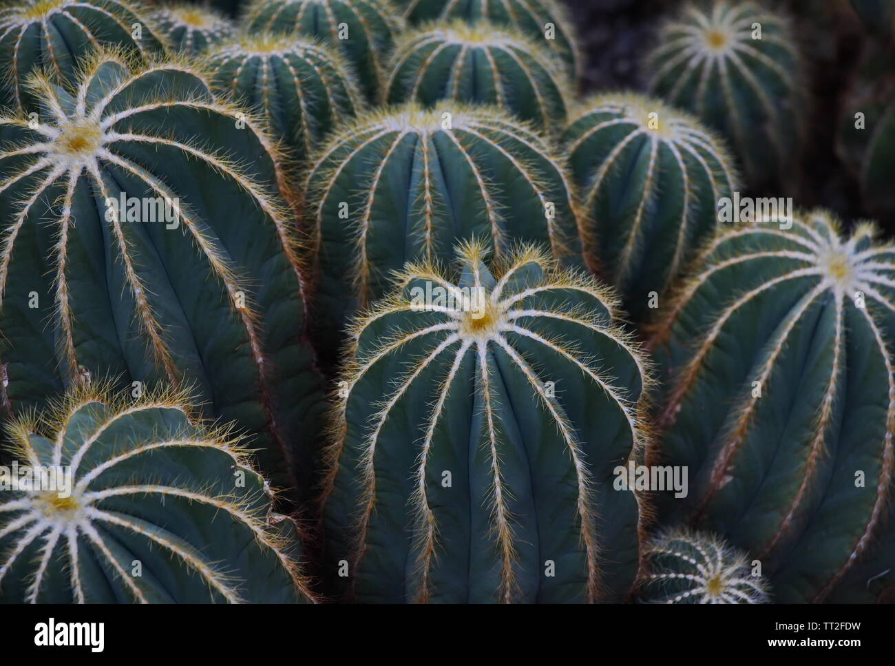 Group of cacti with spines pointed Stock Photo - Alamy