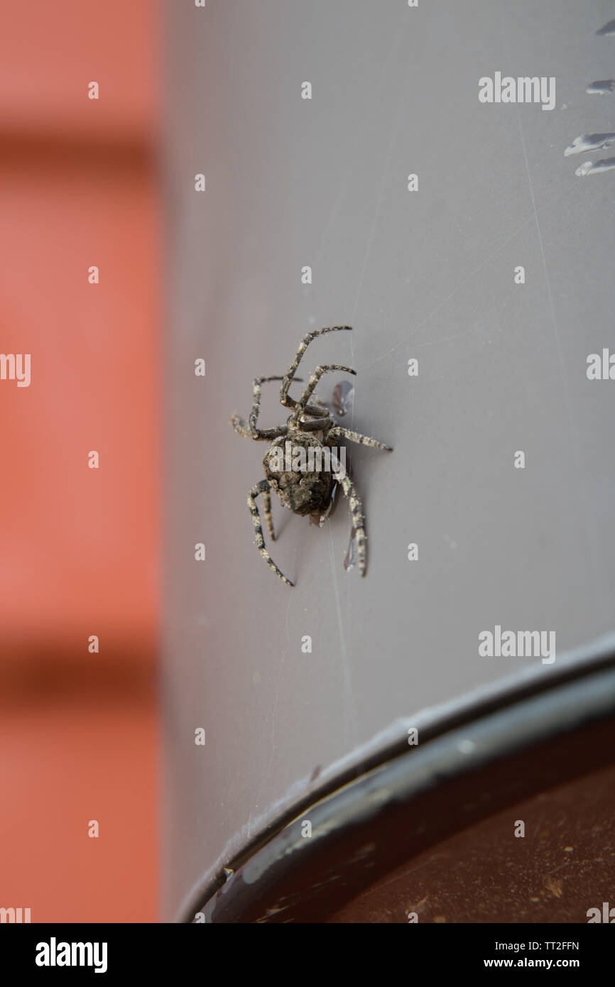 Spider climbing hi-res stock photography and images - Alamy