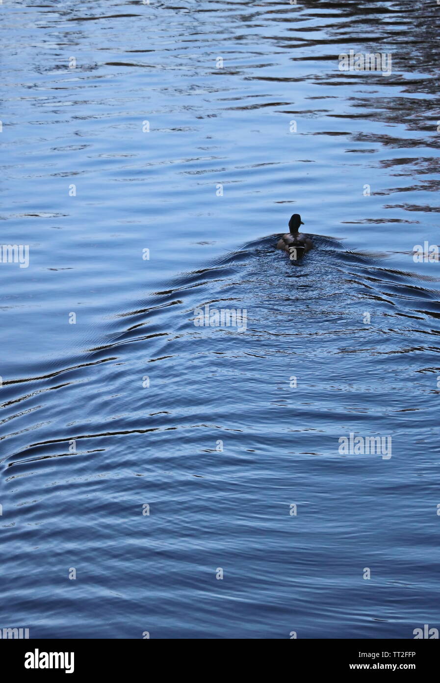 Silhouette of a duck making ripples in the water Stock Photo - Alamy