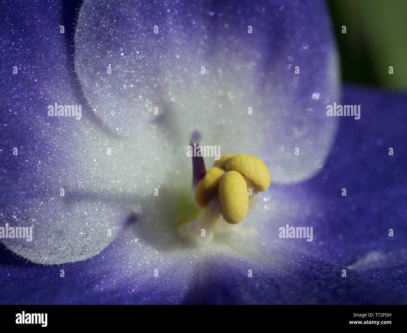 Purple violet flower Stock Photo - Alamy