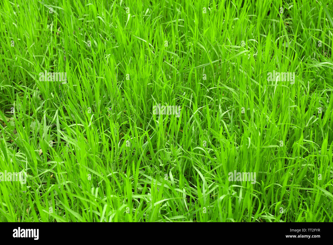 Beautiful spring grass outdoors Stock Photo - Alamy