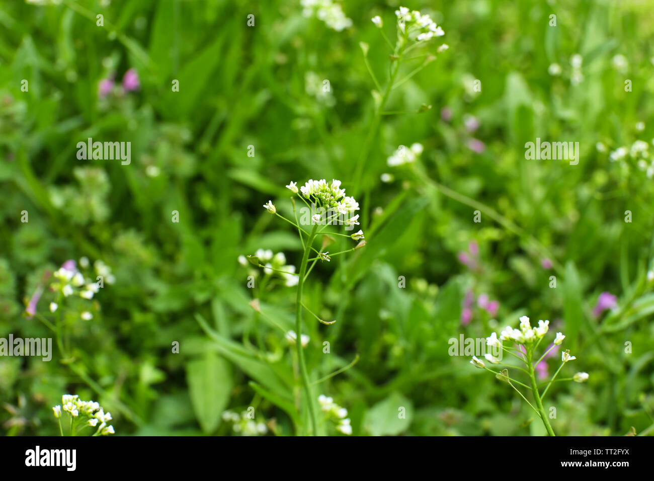 Beautiful spring grass outdoors Stock Photo - Alamy