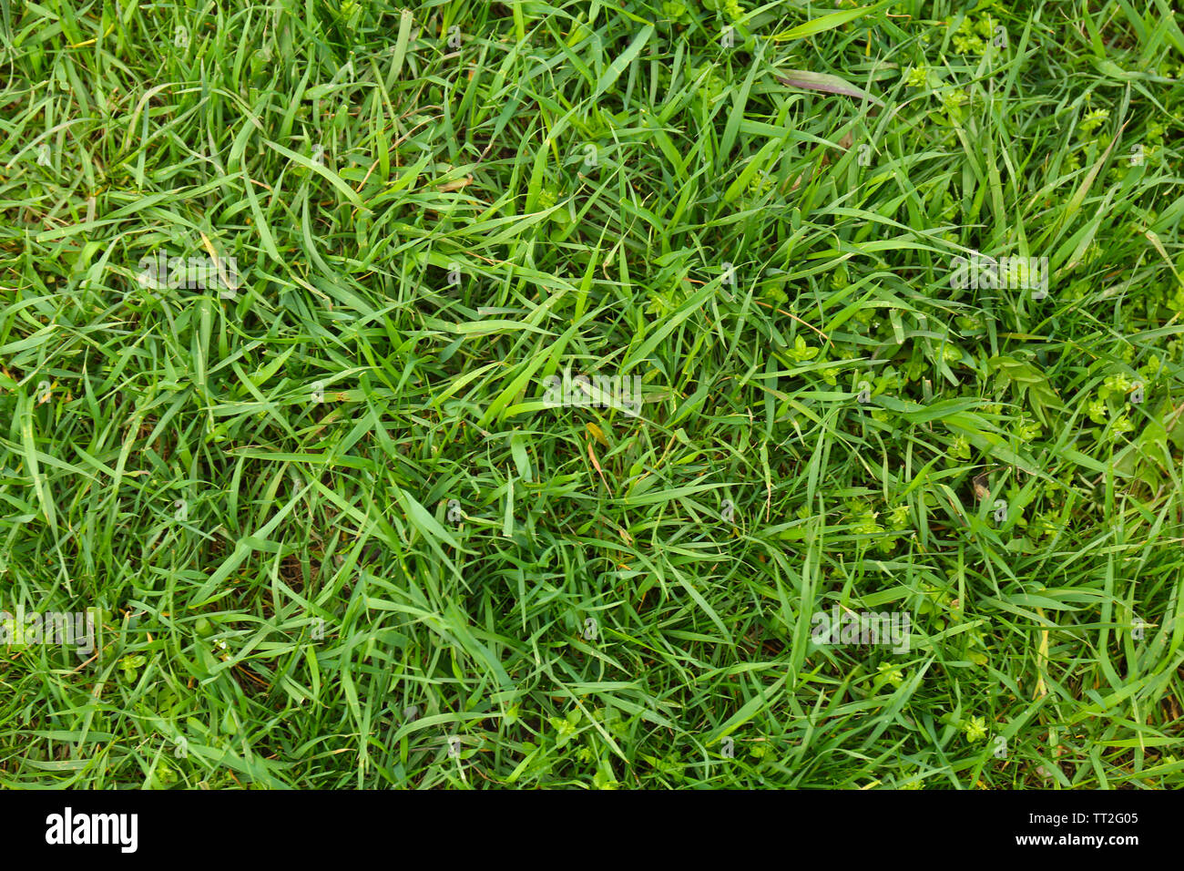 Beautiful spring grass outdoors Stock Photo - Alamy