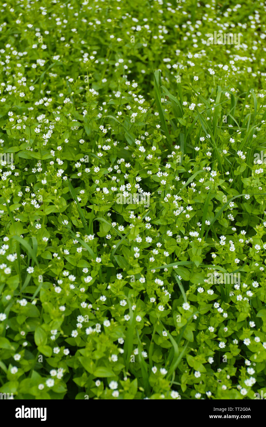 Beautiful spring grass outdoors Stock Photo - Alamy