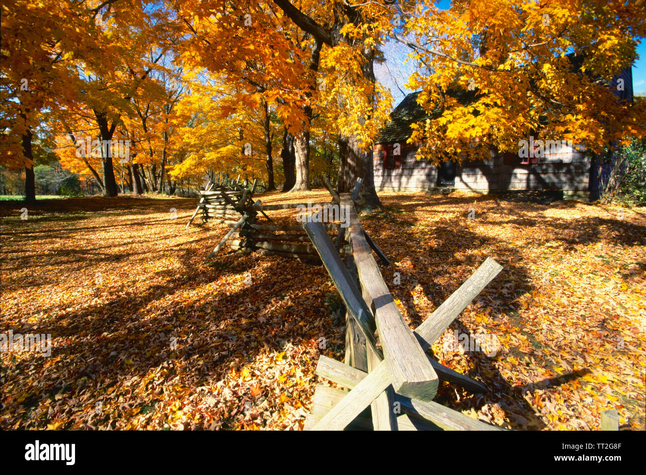 Leaves Covered Road, Wick Farm, Jockey Hollow State Park, Morristown ...