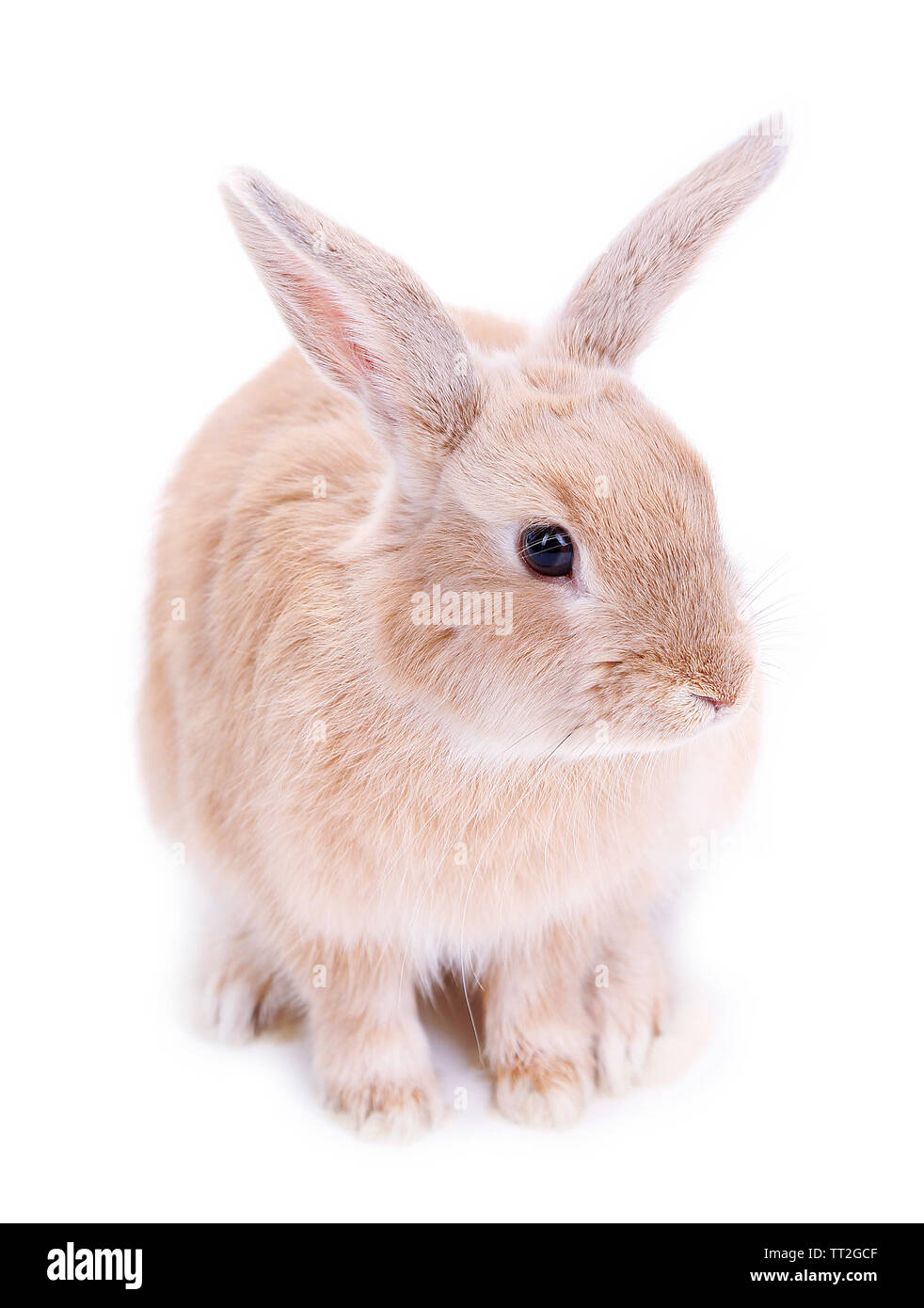 Cute rabbit, isolated on white Stock Photo - Alamy