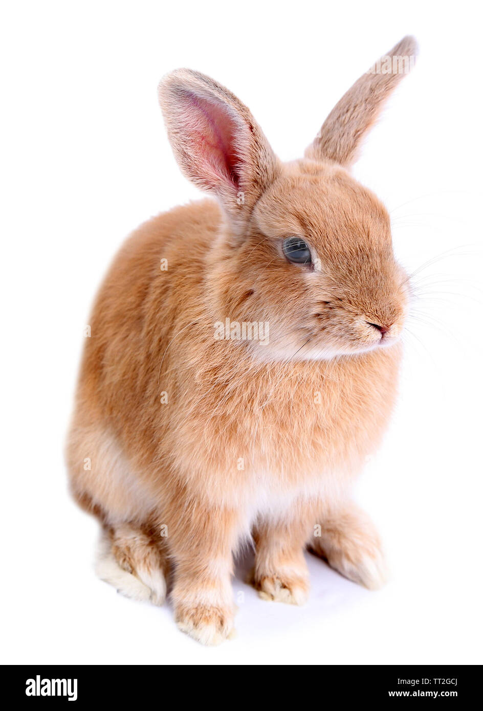Cute rabbit, isolated on white Stock Photo - Alamy
