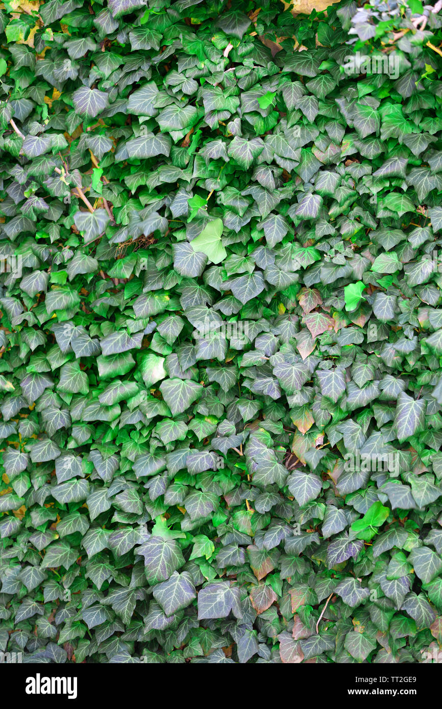 Ivy on wall background Stock Photo - Alamy