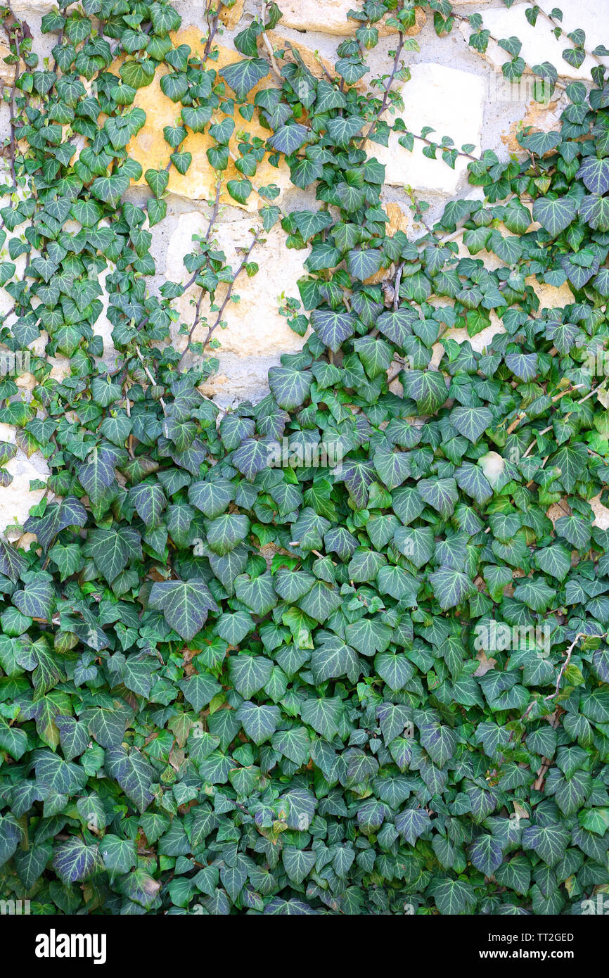 Ivy on wall background Stock Photo - Alamy