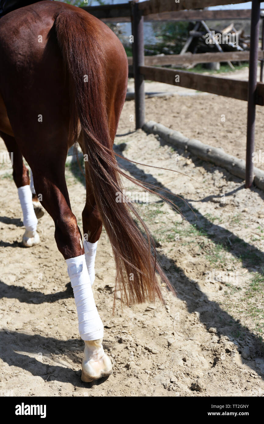Horse tail back view detail hi-res stock photography and images - Alamy