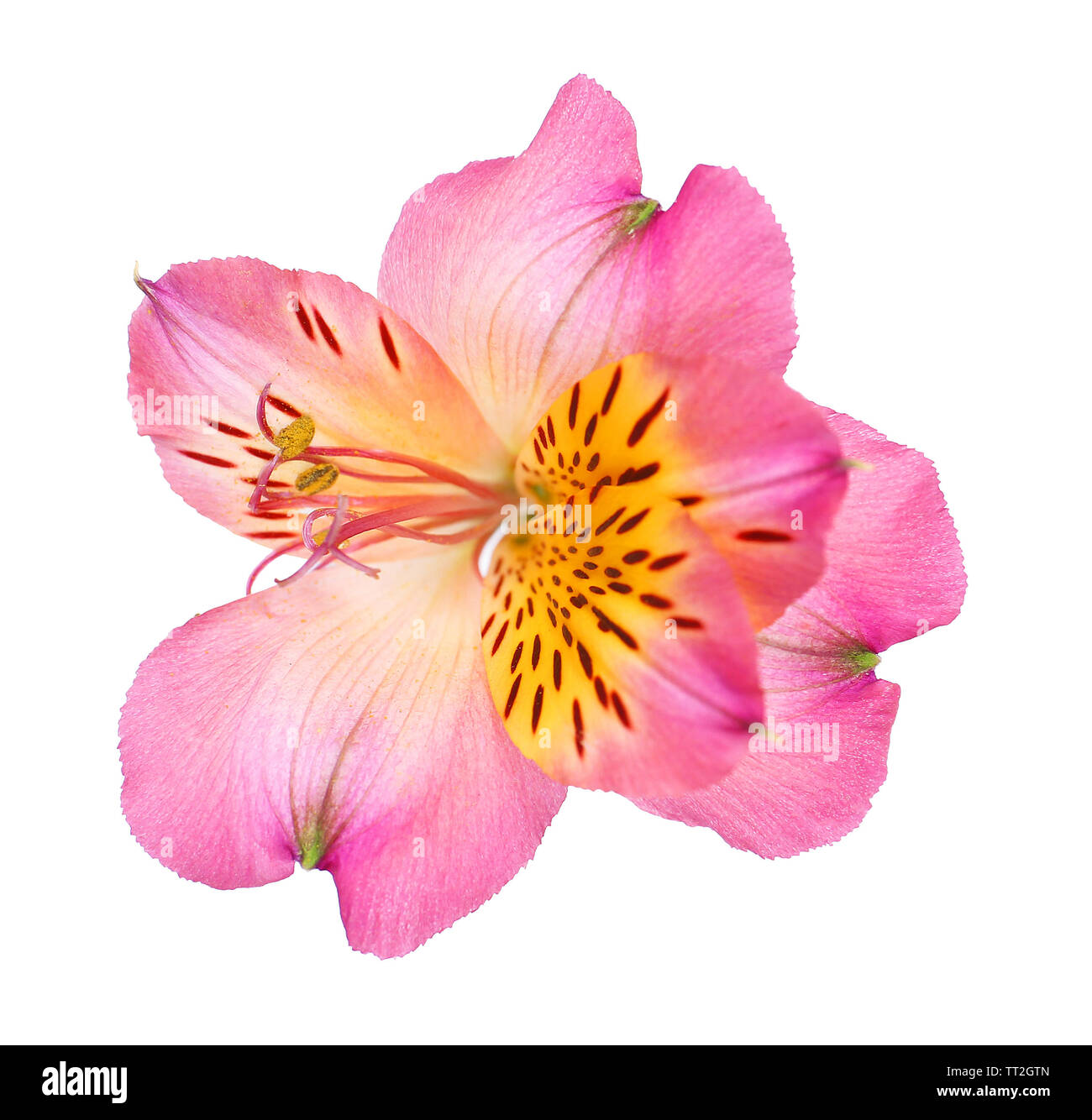 Beautiful alstroemeria flower isolated on white Stock Photo - Alamy
