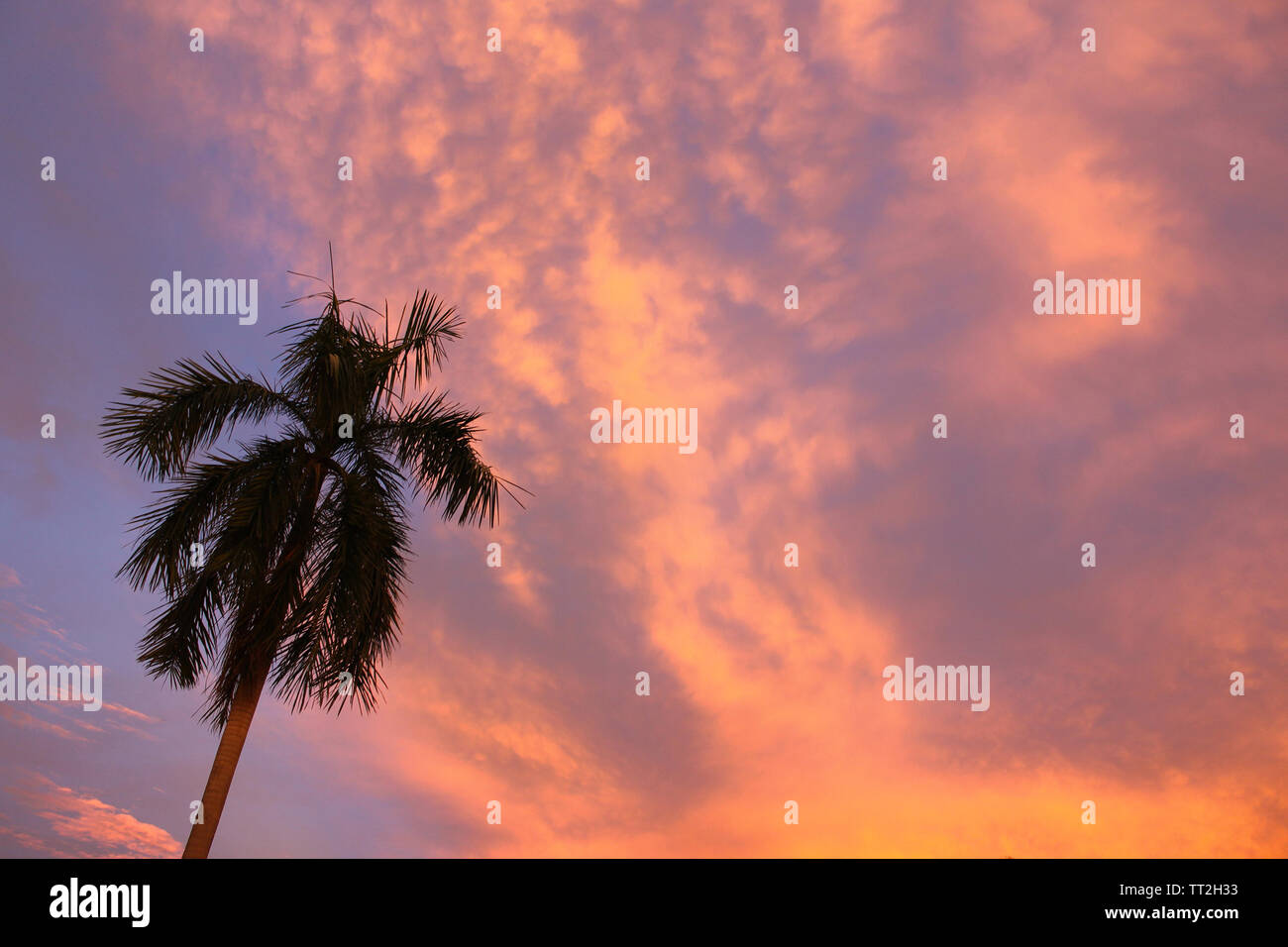 Vibrant blue sunset sky with pink clouds and palm tree on left corner ...