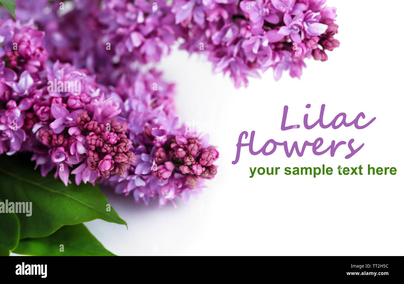 Beautiful lilac flowers isolated on white Stock Photo - Alamy