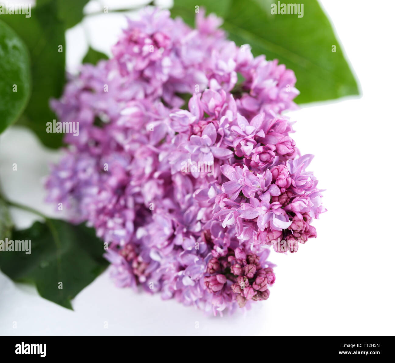 Beautiful lilac flowers isolated on white Stock Photo - Alamy