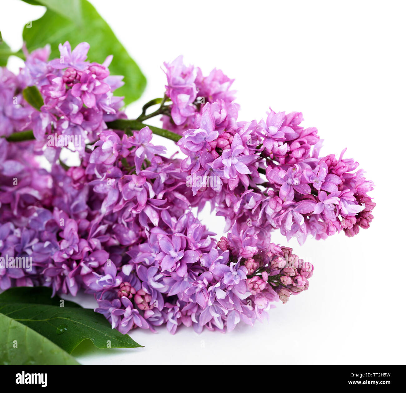 Beautiful lilac flowers isolated on white Stock Photo - Alamy