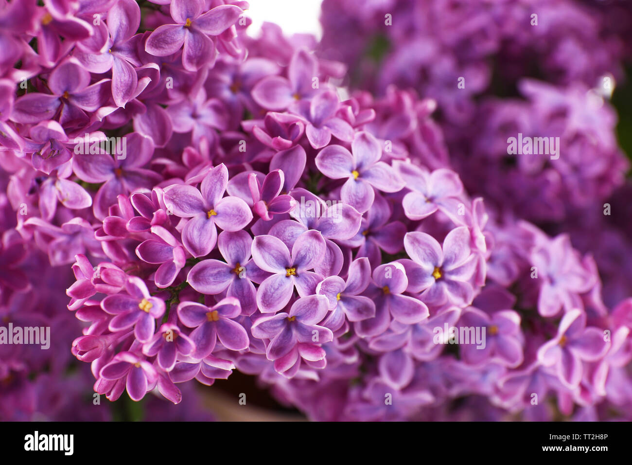 Beautiful lilac flowers close up Stock Photo - Alamy