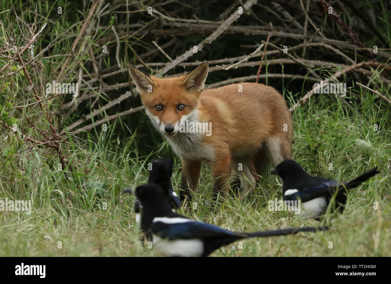 A cute wild Red Fox cub, Vulpes vulpes, watching the Magpies feeding in ...