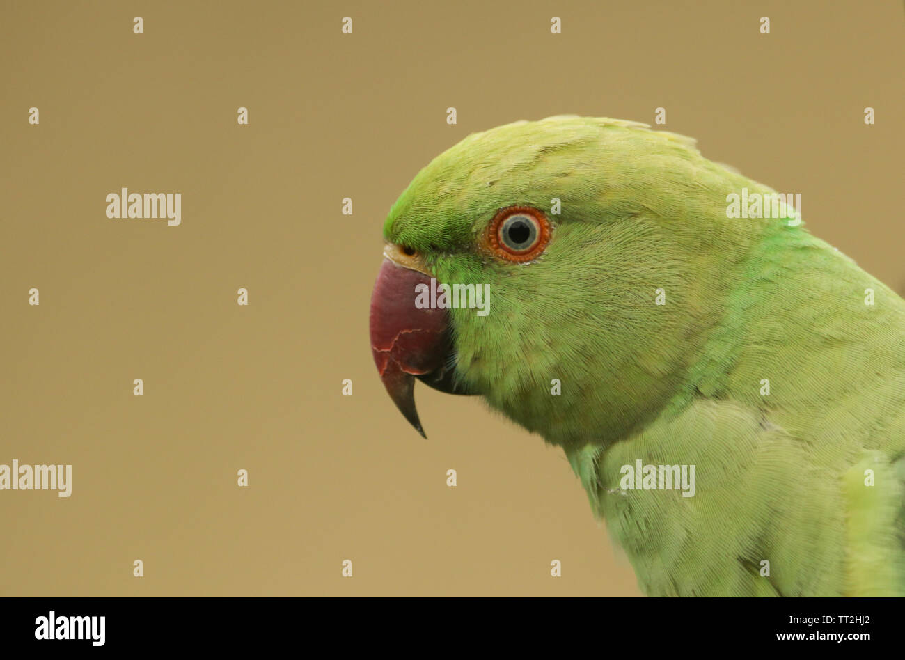 A pretty head shot of a ring-necked, or rose-ringed Parakeet. It is the ...