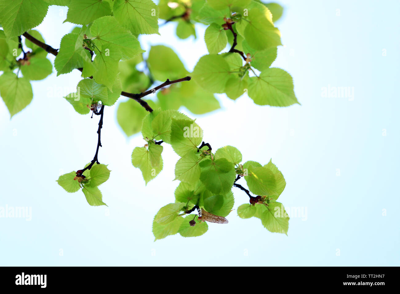 Beautiful spring leaves on tree outdoors Stock Photo - Alamy