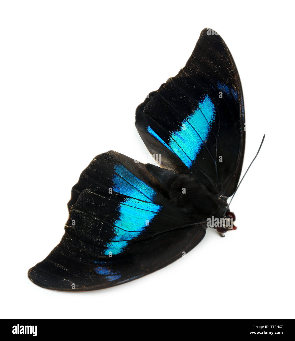 Beautiful butterfly, isolated on white Stock Photo - Alamy