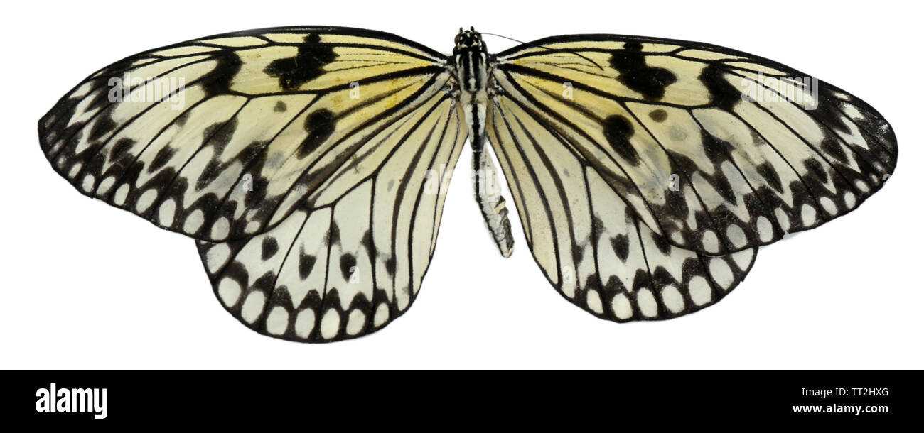 Beautiful butterfly, isolated on white Stock Photo - Alamy