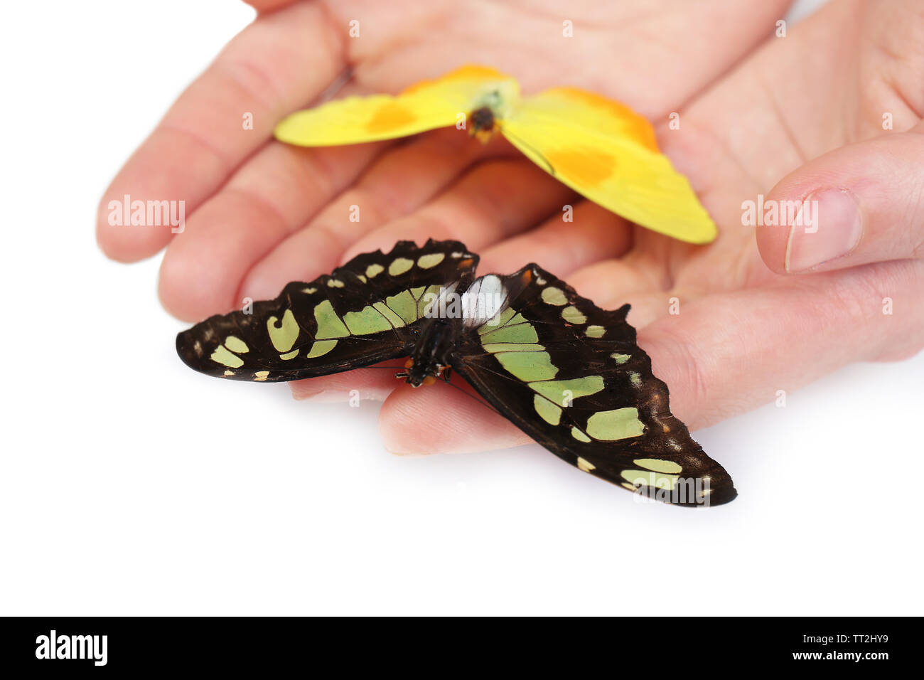 Beautiful butterfly on hands, isolated on white Stock Photo - Alamy