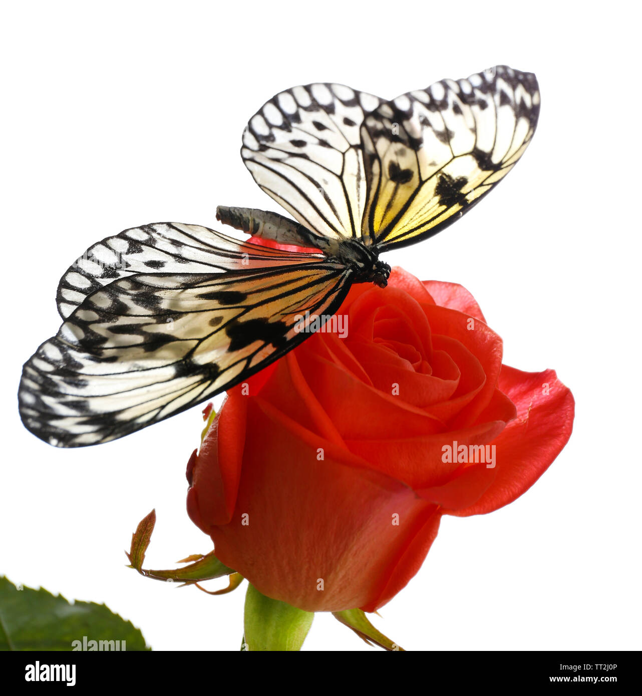 Red Rose With Butterfly