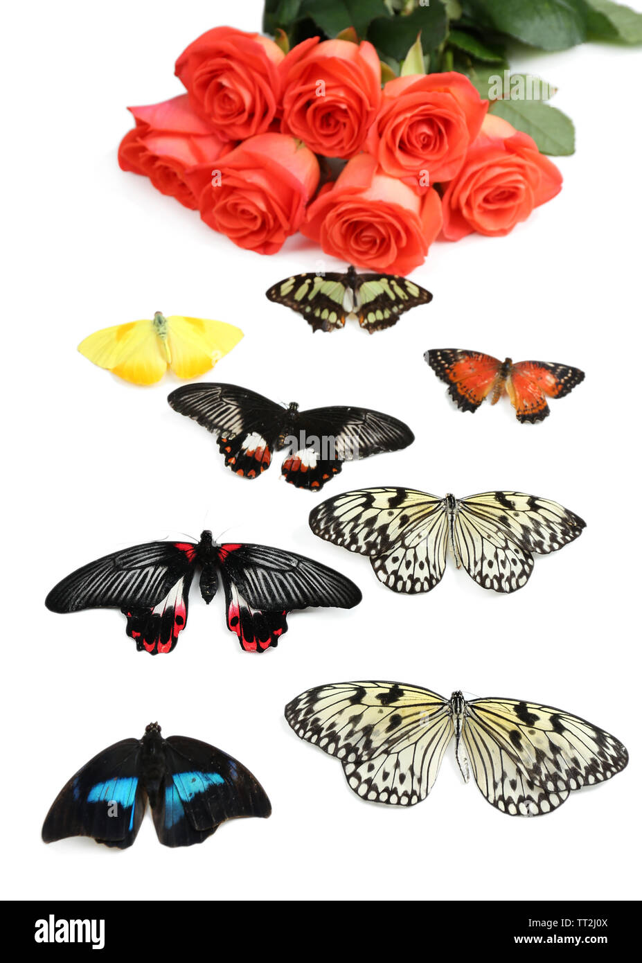 Beautiful butterflies and red roses, isolated on white Stock Photo - Alamy