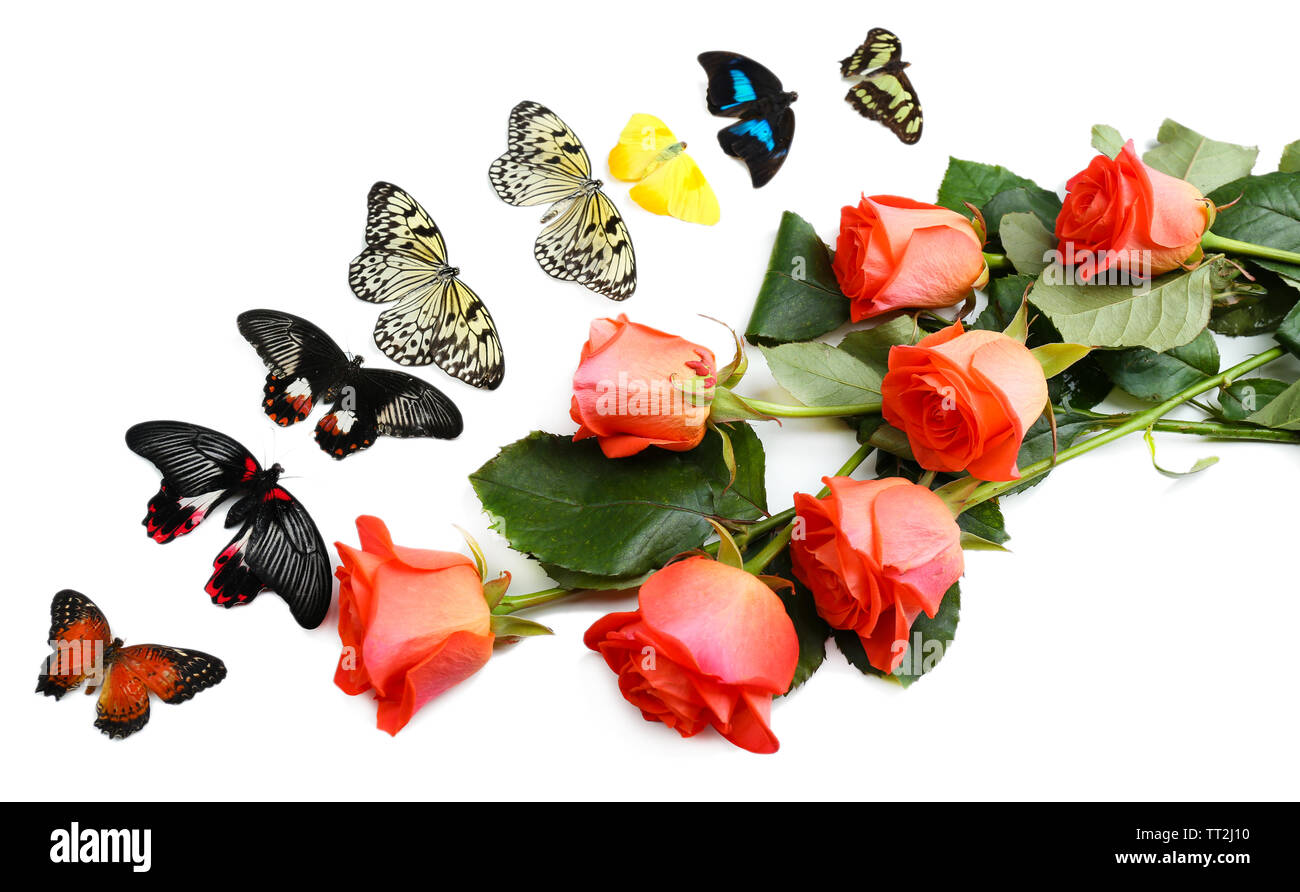 Red Rose And Butterfly