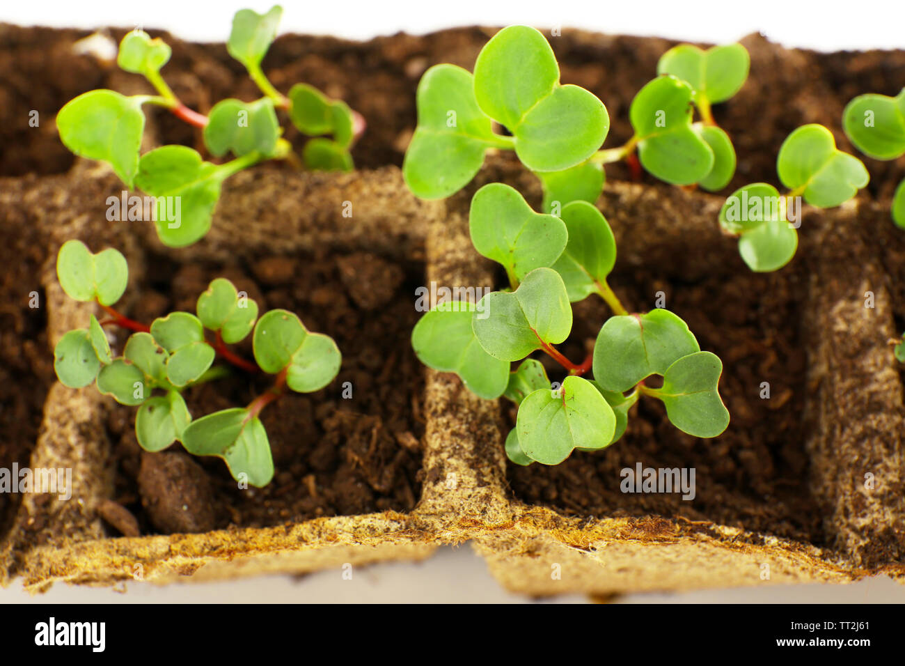 Radish growing tray hi-res stock photography and images - Alamy